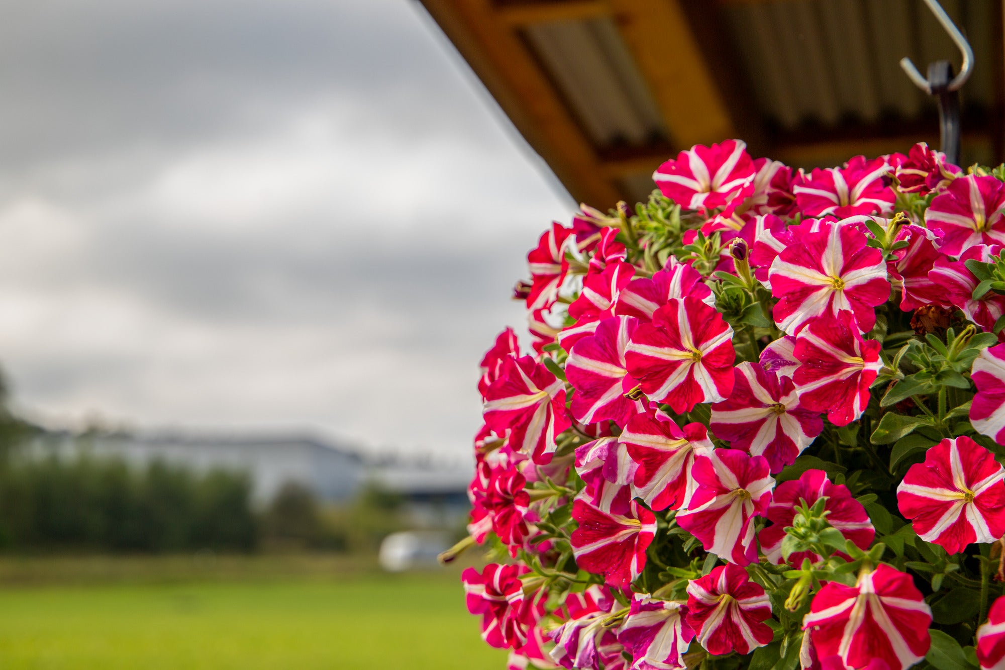Trailing Petunia Success Rose Star Seeds | Early Blooming Petunias ...