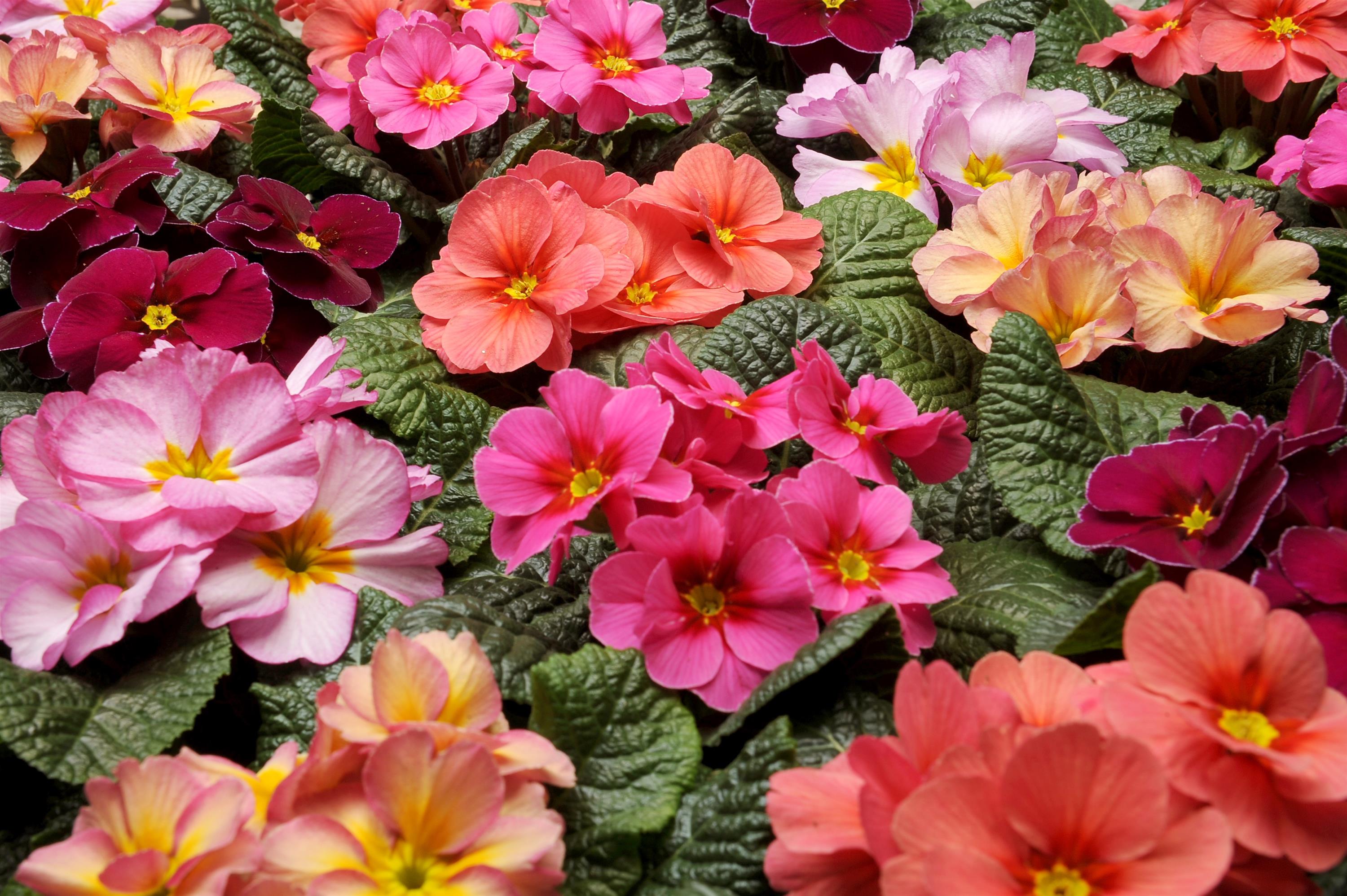 Trailing Petunia: Flower Seeds & Vegetable Seeds | Cut Flower Seeds ...