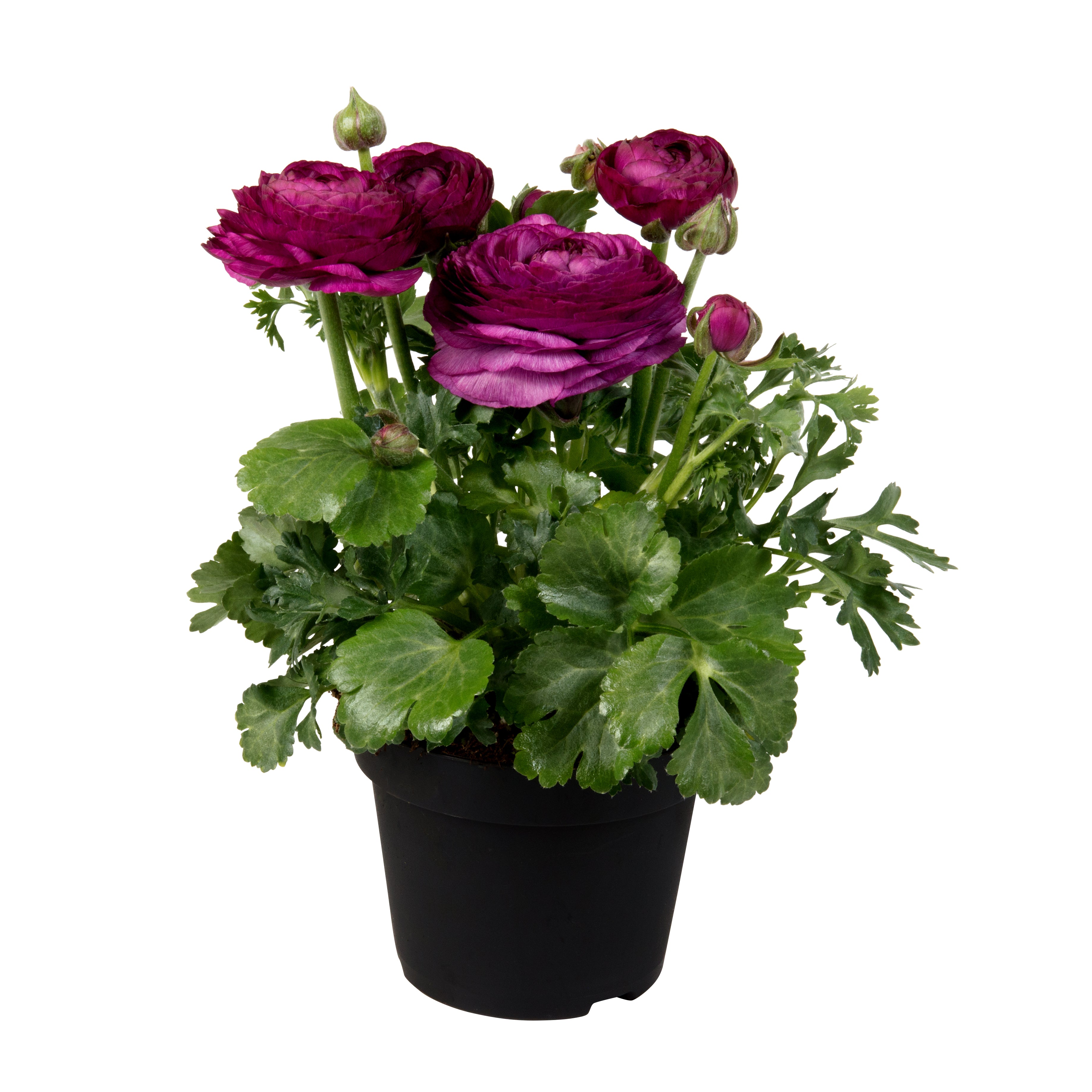 Ranunculus Seeds – Sprinkles Violet 25 Pelleted Seeds – trailingpetunia.com