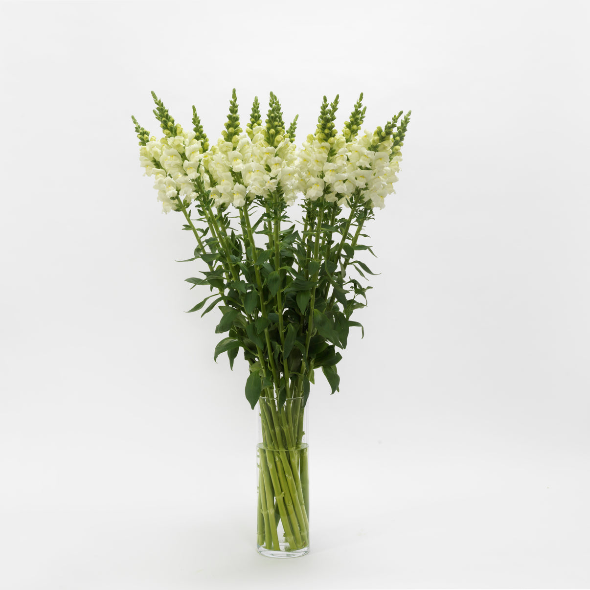 50 Pelleted Snapdragon Seeds Potomac Ivory White – Cut Flower Seeds ...
