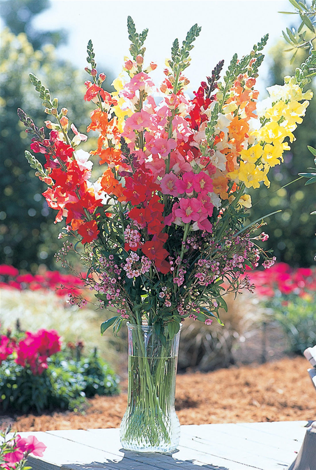 50 Snapdragon Seeds | Snapdragon Chantilly Mix | Cut Flower Seeds ...