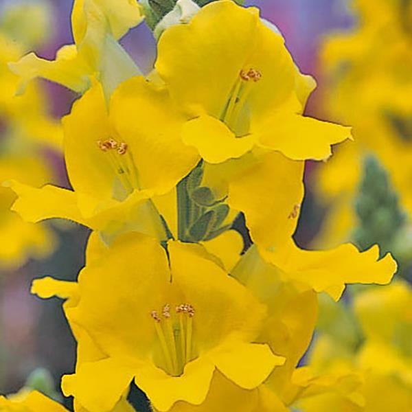 50 Snapdragon Seeds | Snapdragon Chantilly Yellow | Cut Flower Seeds ...
