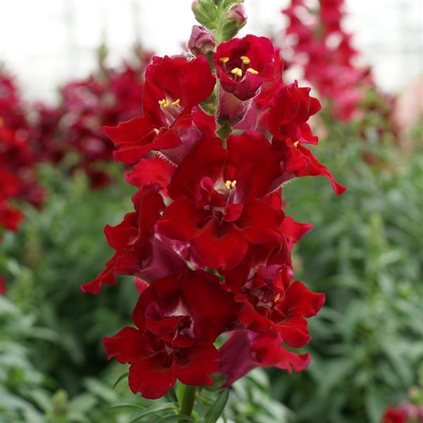 50 Snapdragon Seeds | Snapdragon Double Shot Crimson Red ...