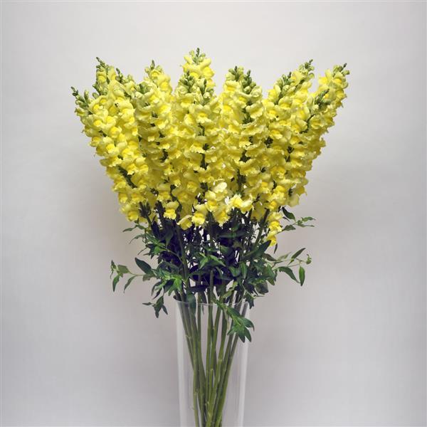 Snapdragon Seeds | Snapdragon Potomac Yellow