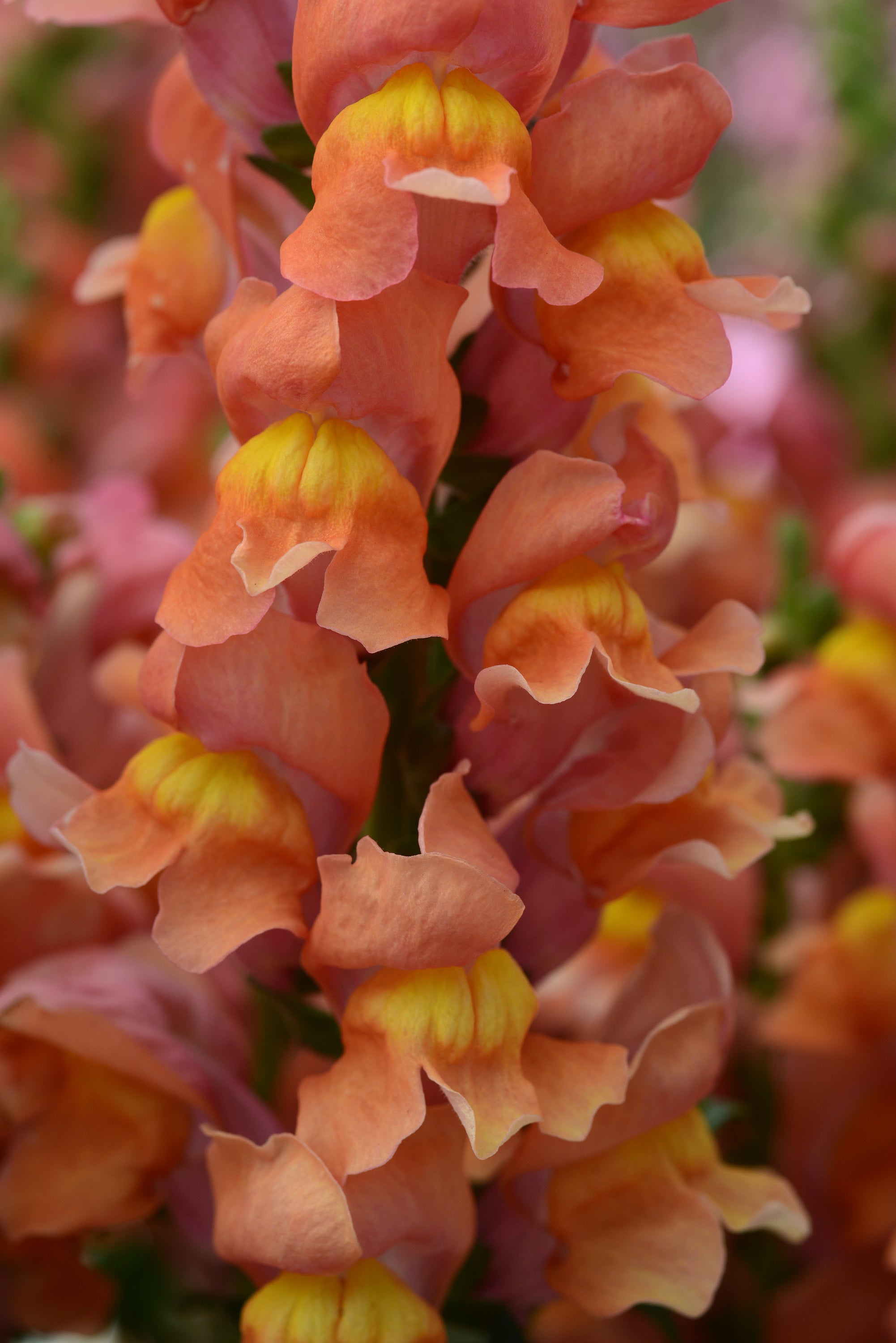 Rocket Bronze Snapdragon Seeds | Garden & Cut Flower Seeds ...