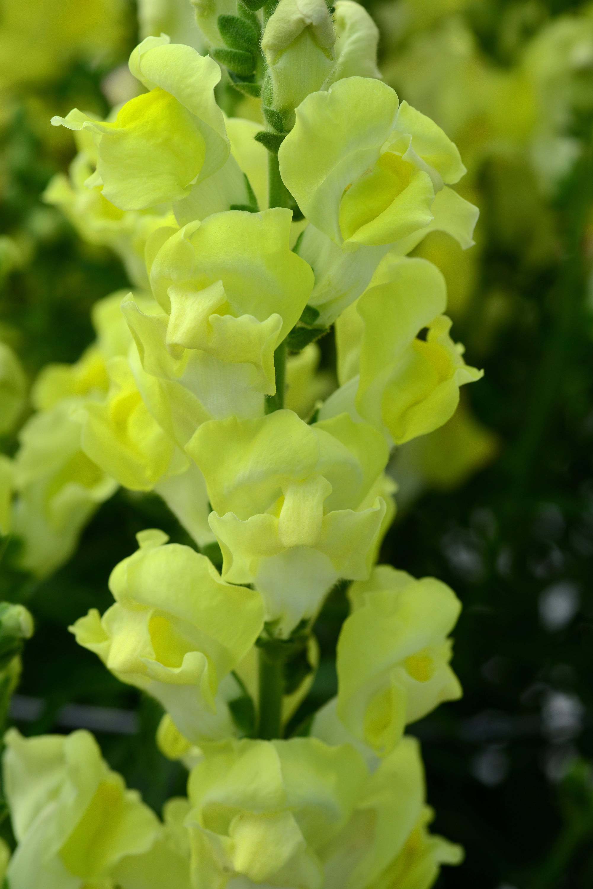 Rocket Golden Snapdragon Seeds | Cut Flower Garden Seeds ...