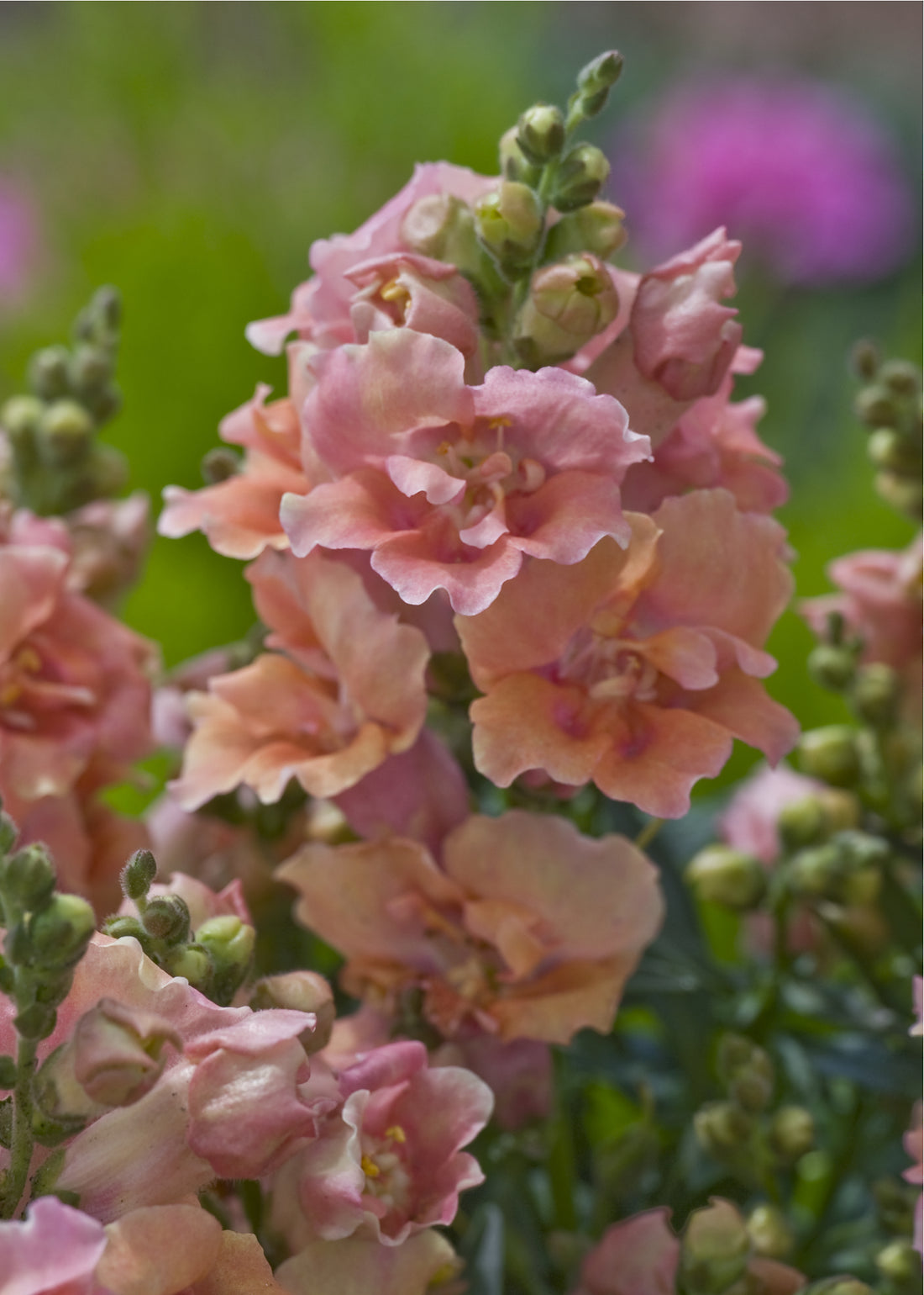 Snapdragon Seeds Twinny Peach – 50 F1 Hybrid Flower Seeds ...