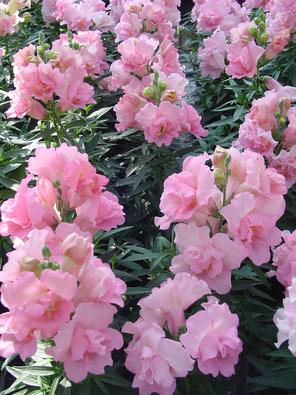 Snapdragon Seeds Twinny Rose – 50 F1 Hybrid Flower Seeds ...