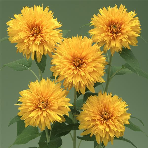 50 Sunflower Seeds Double Sunking – trailingpetunia.com