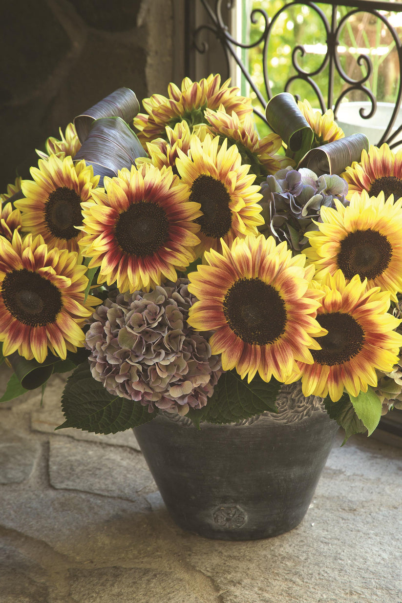 Sunflower Marley | Helianthus Seeds | Sunflower Seeds – trailingpetunia.com
