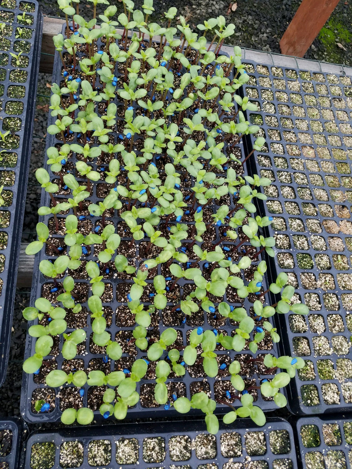 50 Ruby Eclipse Sunflower Seeds Cut Flower – trailingpetunia.com