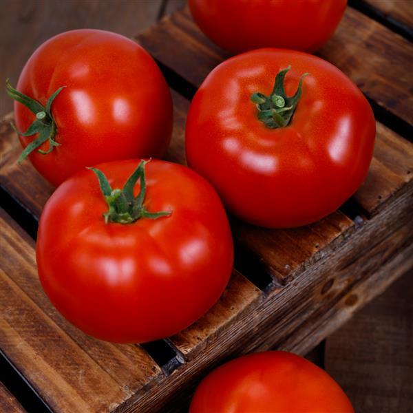 Firebird Tomato Seeds F1 – 25 Cold Hardy Hybrid Slicer Seeds ...