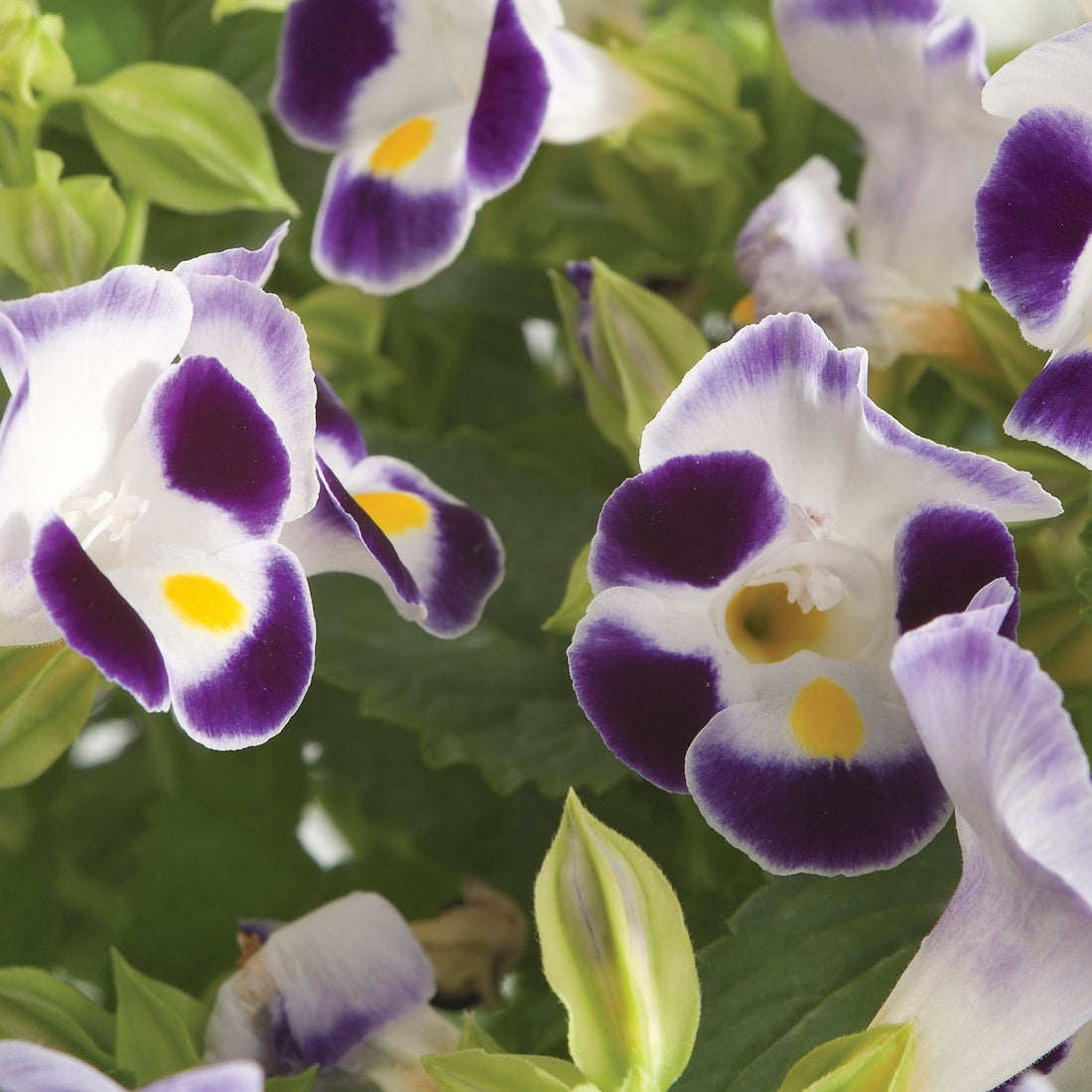 Torenia Seeds | Flower Seeds – trailingpetunia.com