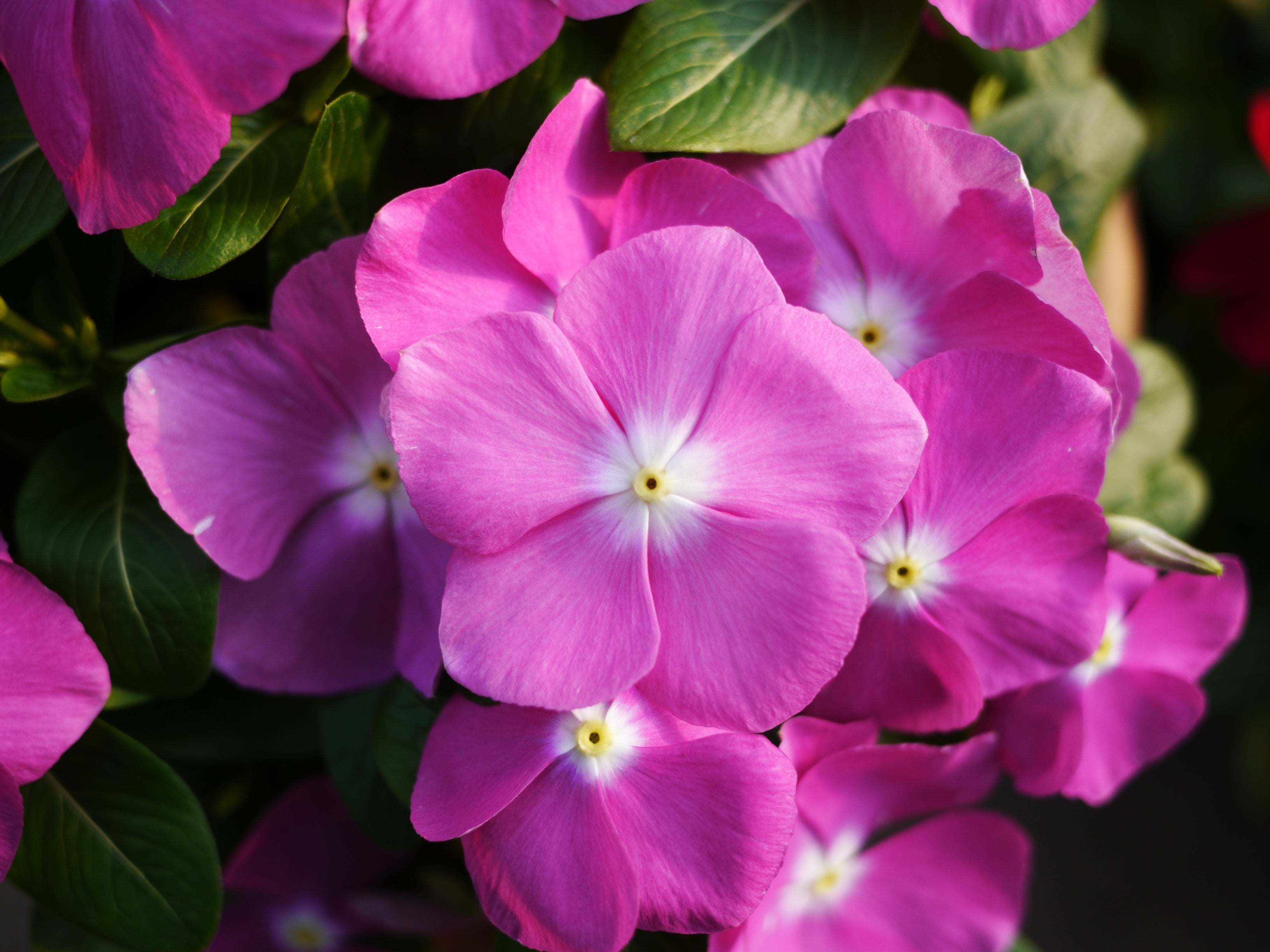 Vinca Seeds Mega Bloom Lavender – 25 Heat Tolerant Flower Seeds ...