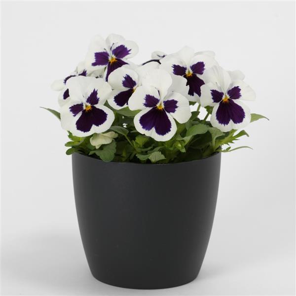Viola seeds | Viola Quicktime White Blotch | 50 Flower Seeds