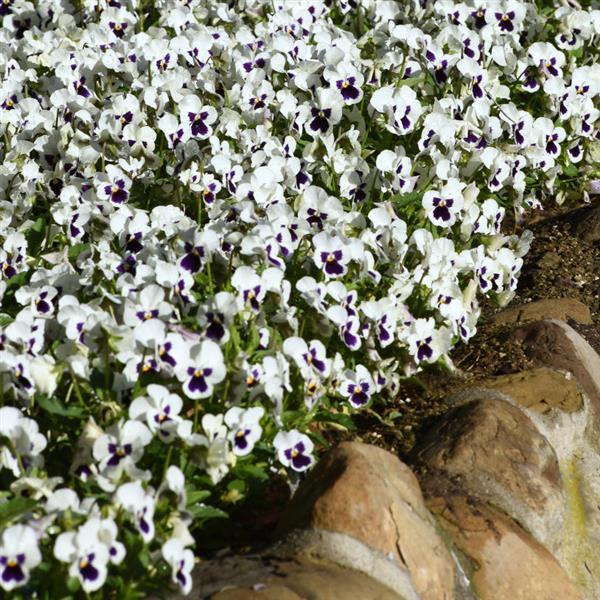 Viola seeds | Viola Quicktime White Blotch | 50 Flower Seeds