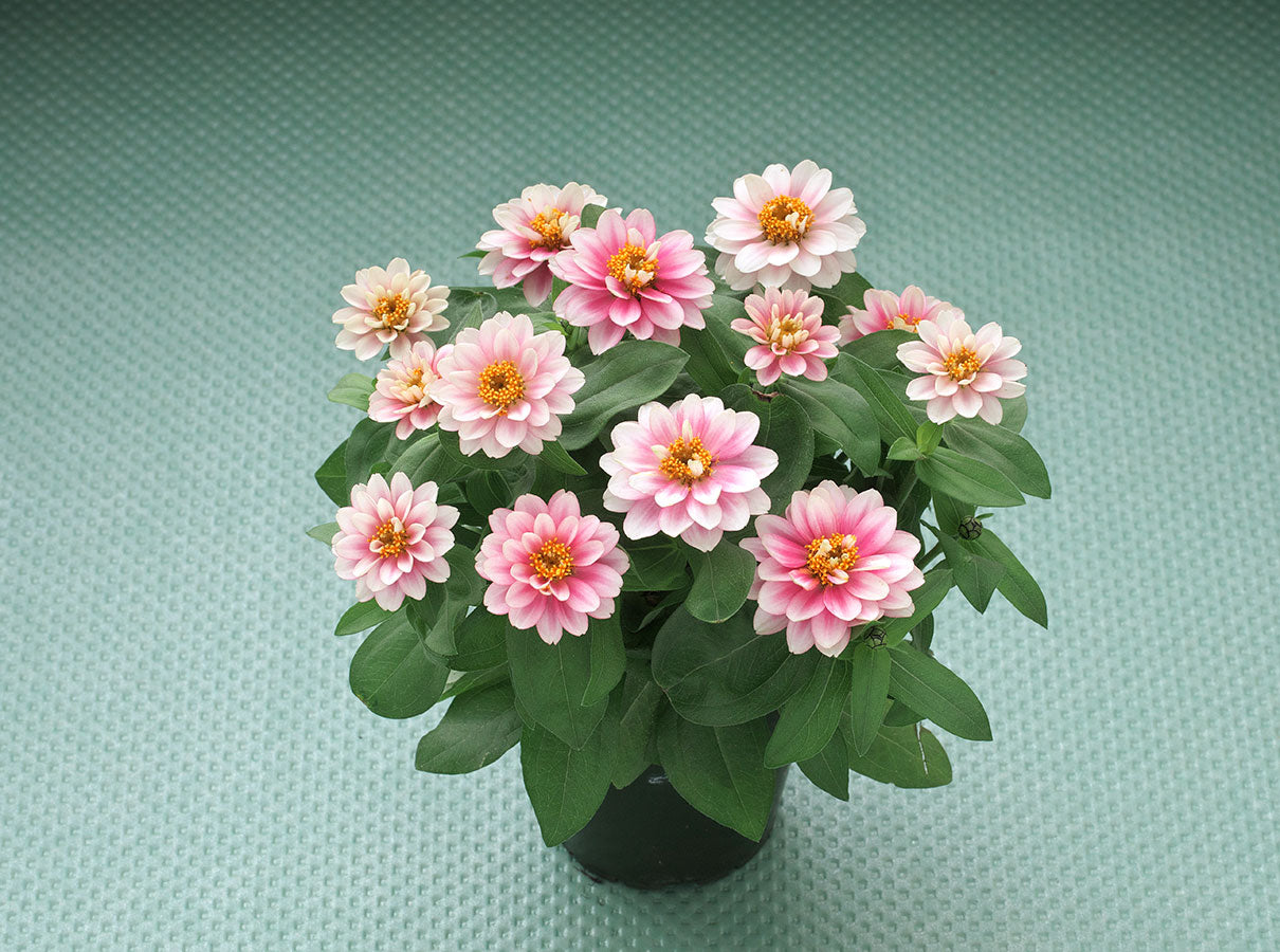 Zinnia Seeds Belize Double Pink Bicolor – 25 Premium Flower Seeds ...