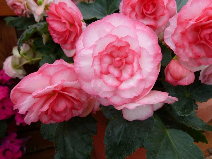 15 Pelleted Begonia Seeds Begonia Go Go Rose Gogo Series Begonia ...