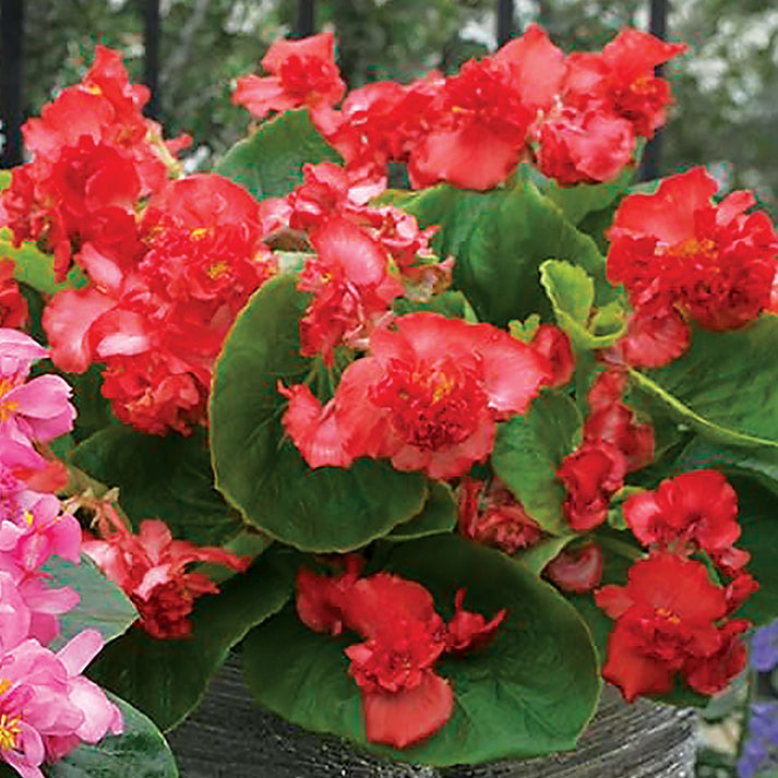 Begonia Seeds | Begonias Fiona Red | Pelleted Begonia Seeds ...