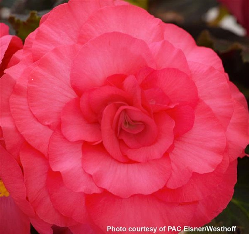 Tuberous Begonia Seeds | Begonia Prism Rose Shade 50 Pelleted Seeds ...