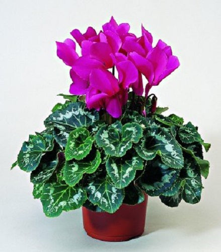 Cyclamen Seeds | Synchro Sierra Fuchsia | Flower Seeds ...