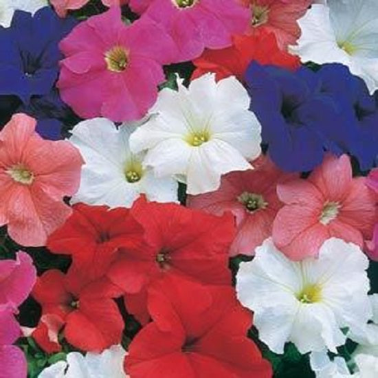 Petunia Dreams Mix Flower Seeds 50 thru 1,000 Pelleted Seeds ...