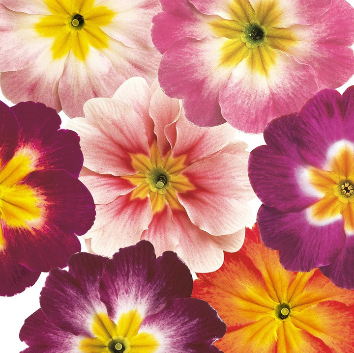 Best Primula Seeds For Planting