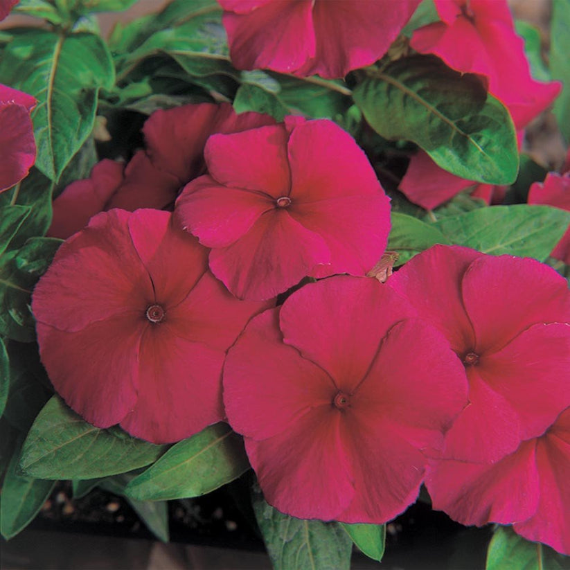 Vinca Flower Seeds | Vinca Pacifica Burgundy | Flower Seeds