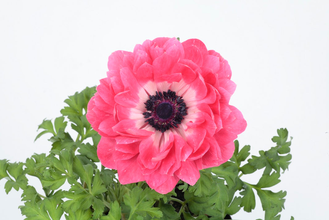 Anemone Seeds for Sale | Anemone Flower Seeds | Trailing Petunia