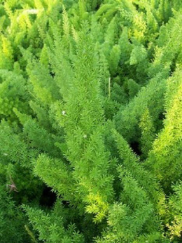 50 Asparagus Fern Sprengerii Seeds – trailingpetunia.com