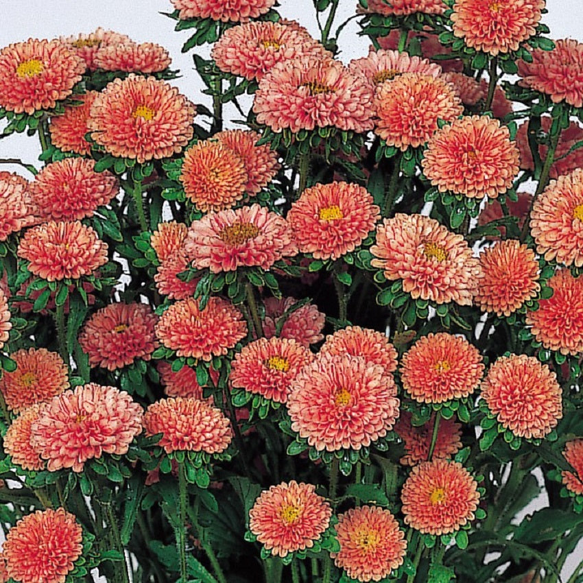 Aster Seeds Aster Matsumoto Apricot 50 Aster Seeds Flower Seeds ...