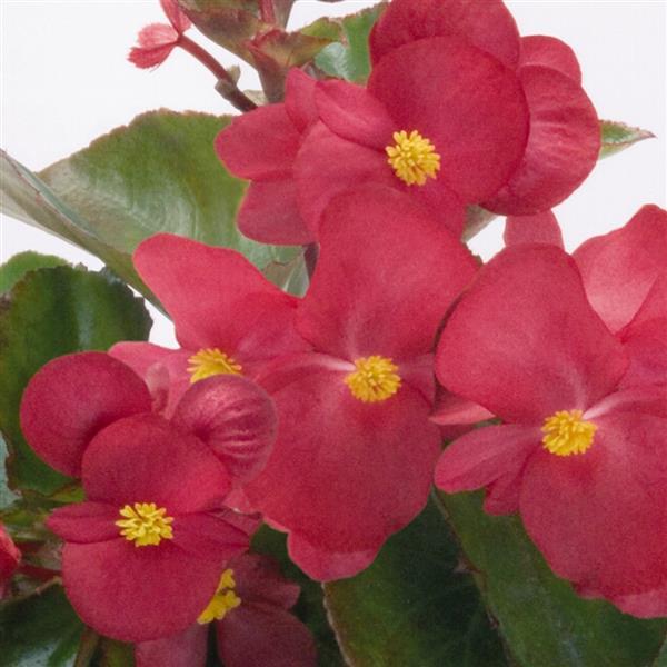 Big Begonia Red Green Leaf 15 Pelleted Seeds Begonia Seeds