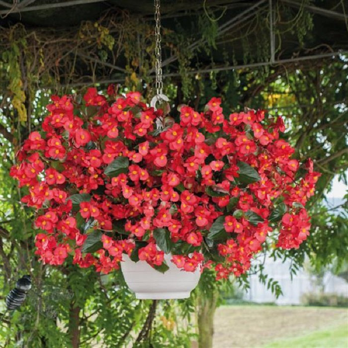 Big Begonia Red Green Leaf 15 Pelleted Seeds Begonia Seeds