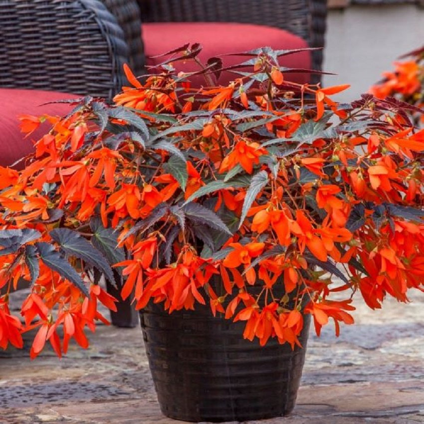 Begonia seeds | Bossa Nova Night Fever | Trailing Begonia