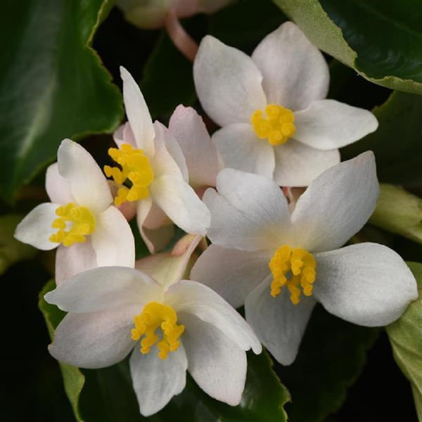 Begonia Dragon Wing White | Trailing Begonia | Begonia Seeds ...