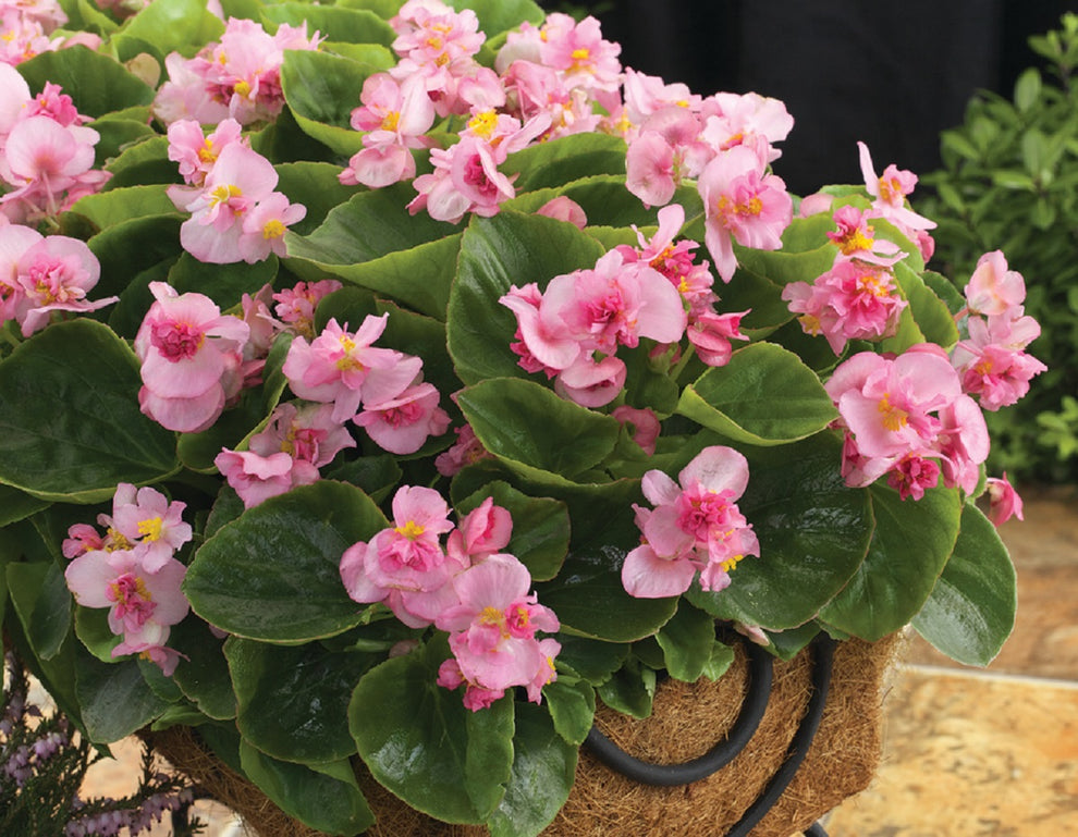 Begonia Seeds | Double Begonia | Begonia Fiona Pink – trailingpetunia.com