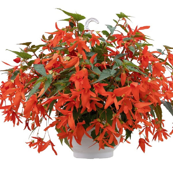 15 Pelleted Begonia Seeds | Flower Seeds – trailingpetunia.com