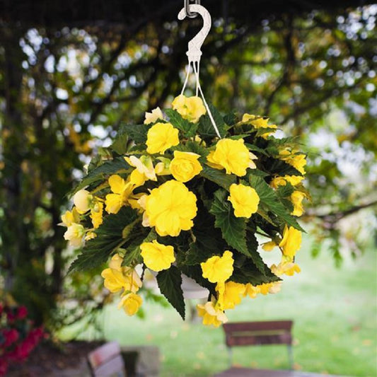 Begonia Trailing Seeds for Sale | Annual Flower Seeds | Trailing ...