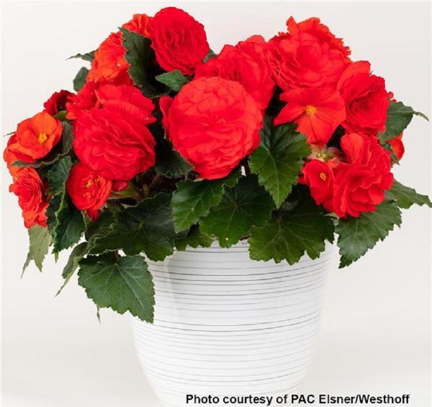 Begonia Seeds | Begonia Prism Red | Tuberous Begonia – trailingpetunia.com
