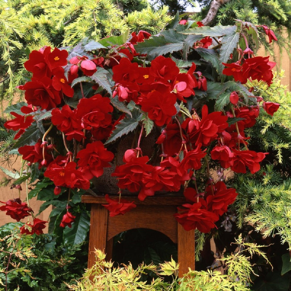 Begonia Seeds | Trailing Begonia Plants | Wax Leaf Begonias ...