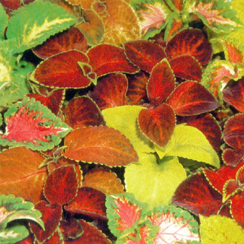 Bulk Coleus Seeds Rainbow Master Blend Mix 25 thru 500 pelleted seeds ...