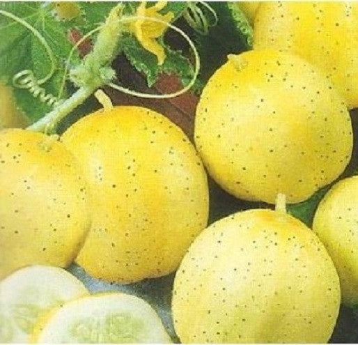 Lemon Cucumber | Yellow Cucumber Seeds | Garden Seeds – trailingpetunia.com