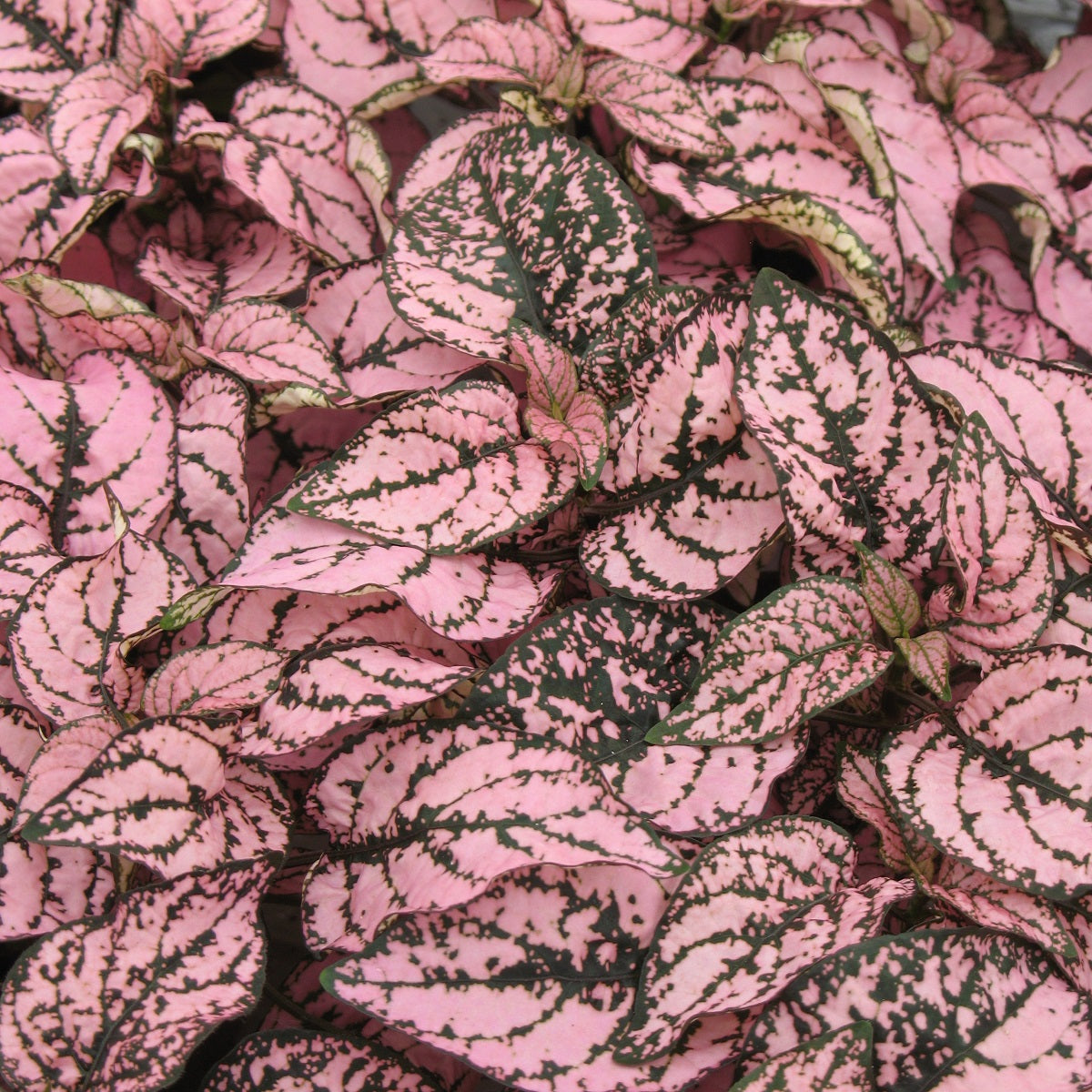Hypoestes Seeds Hypoestes Confetti Pink 50 Seeds shade plant ...