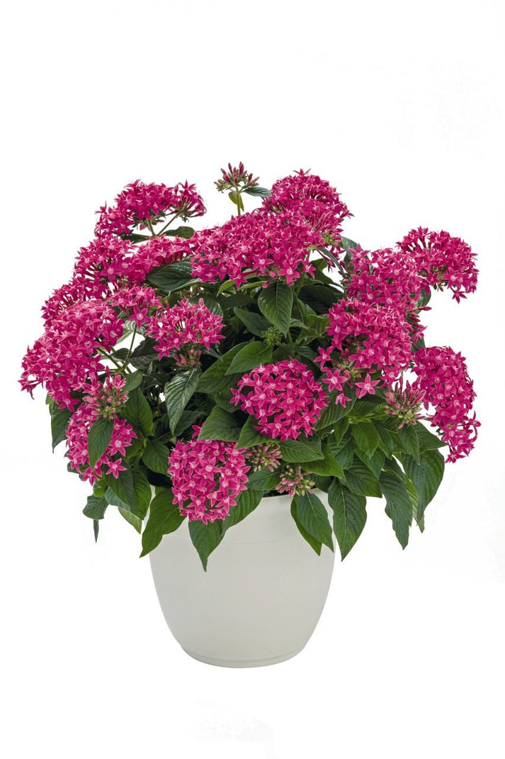 Pentas Seeds Pentas Graffiti 20/20 True Pink 25 Pelleted Seeds ...