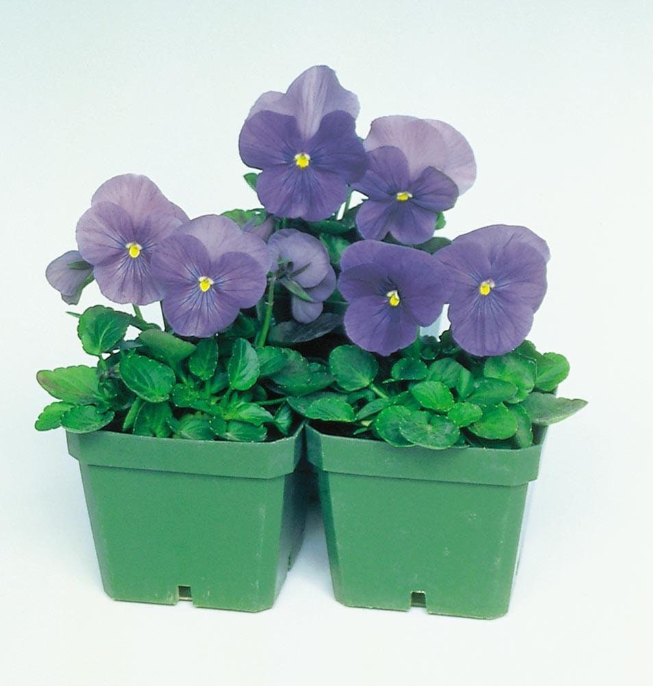 50 Seeds Pansy Delta True Blue | Seed Supplier | Flower Seeds