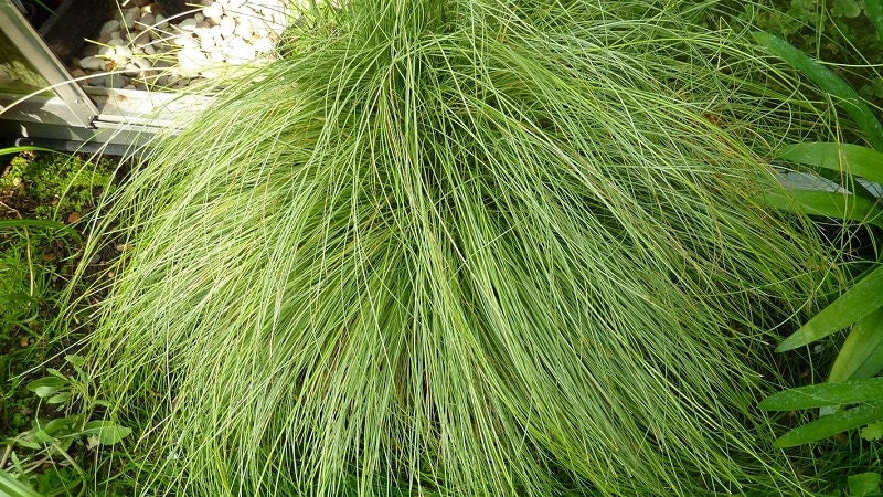 carex grass seeds amazon mist ornamental grass 25 Pelleted Seeds grass ...
