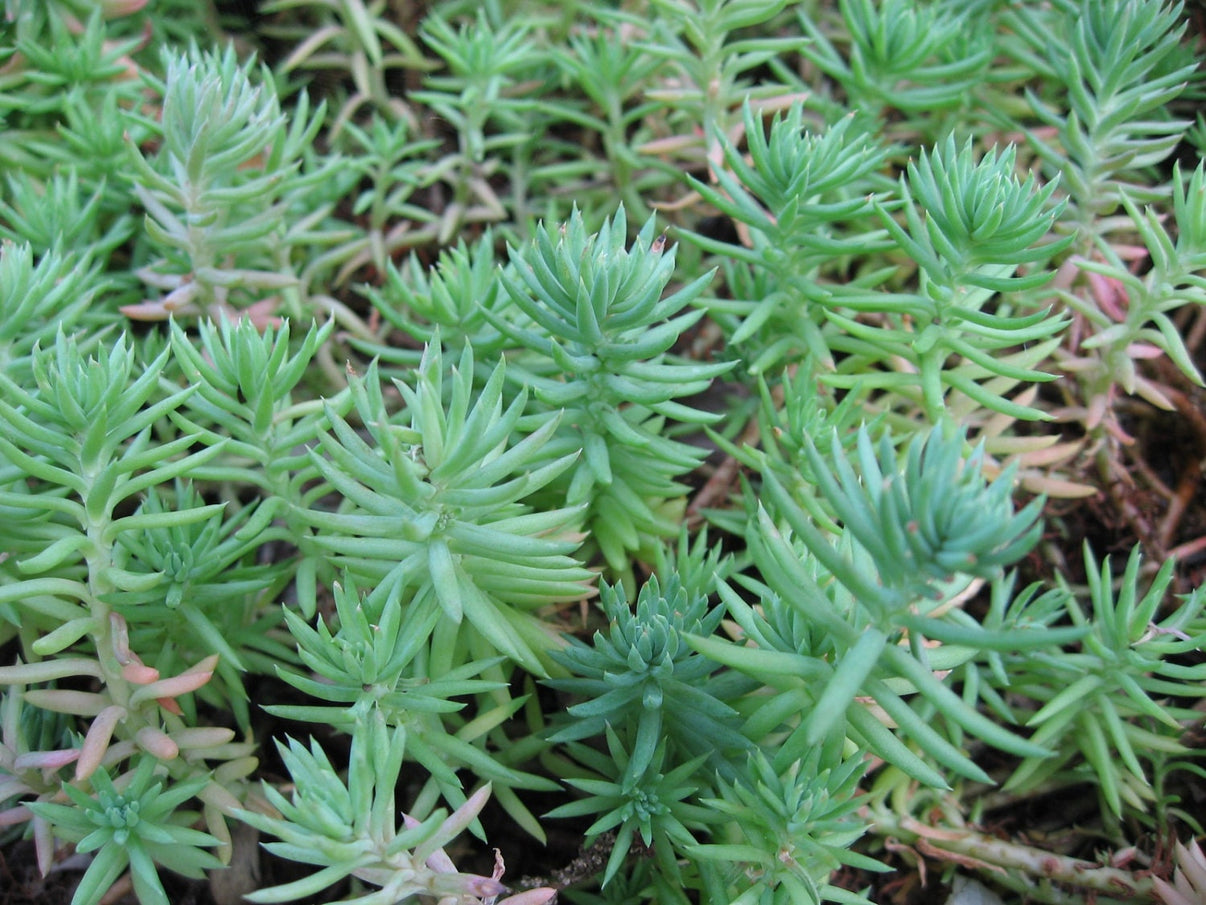 Blue Spruce 250 Sedum Seeds | Garden Seeds – trailingpetunia.com