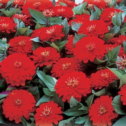 Zinnia Dreamland Seeds | Red Zinnia Seed Sale | Buy Zinnia Seeds ...