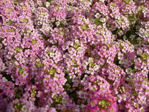 100 Alyssum Seeds | Nature Nursery | Garden Seeds – trailingpetunia.com