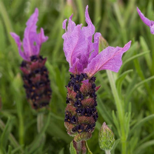 Spanish Lavender Seeds | Lavandula Angustifolia Seeds | Seeds for ...